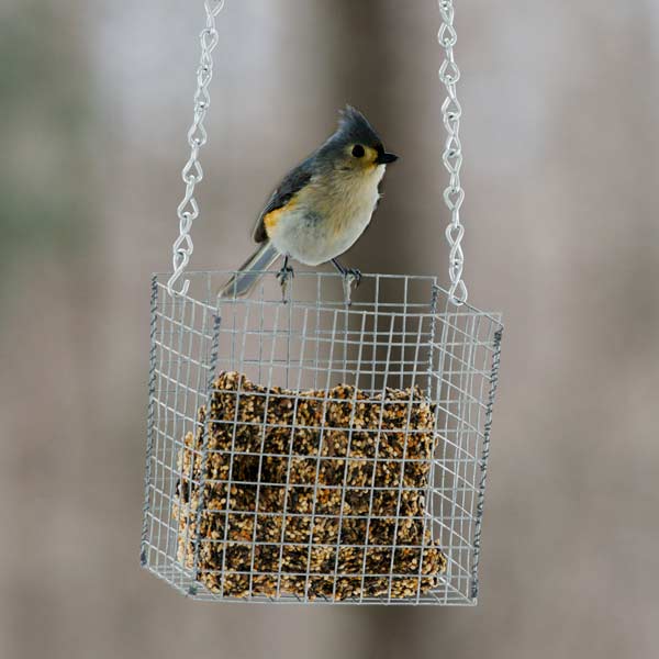 3 Craft A Suet Cake Bird Feeder 10 Uses For Hardware Cloth This Old House 3-craft-a-suet-cake-bird-feeder-10-uses-for-hardware-cloth-this-old-house