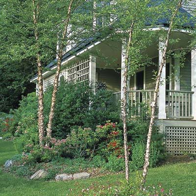 Birch Trees For Landscaping