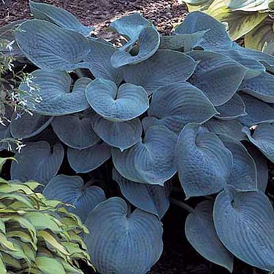 Hosta | 12 Best Plants for Black Thumbs | This Old House
