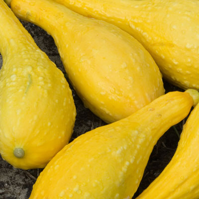 Summer Squash Growing In Containers
